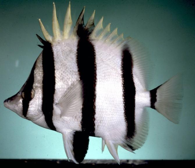 D' Ocean Aquarium: Ikan Kepe kepe (Butterfly Fish)