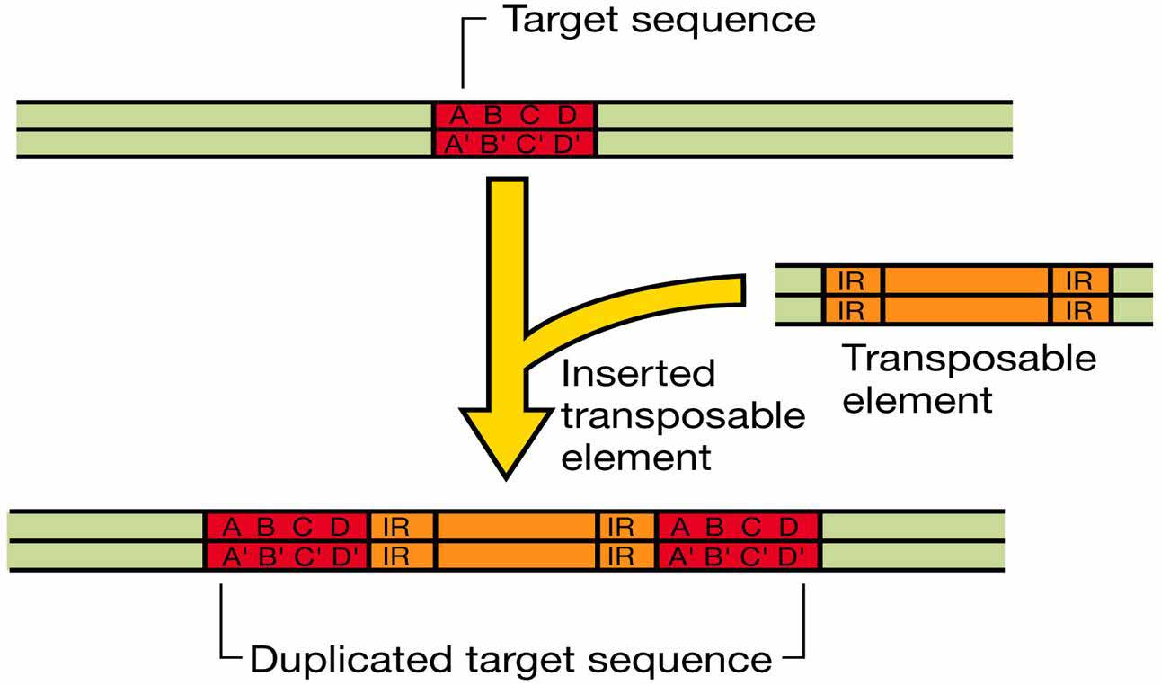 The Globe: Transposable Genetic Elements : Jumping Genes