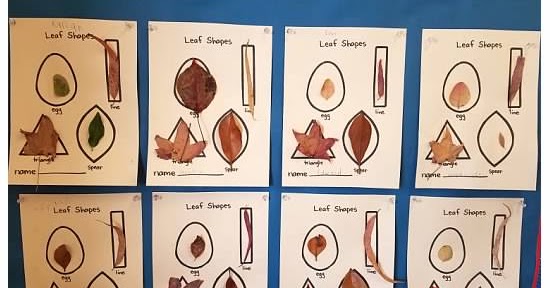 Paseo Del Rey Kindergarten: Classifying and Sorting