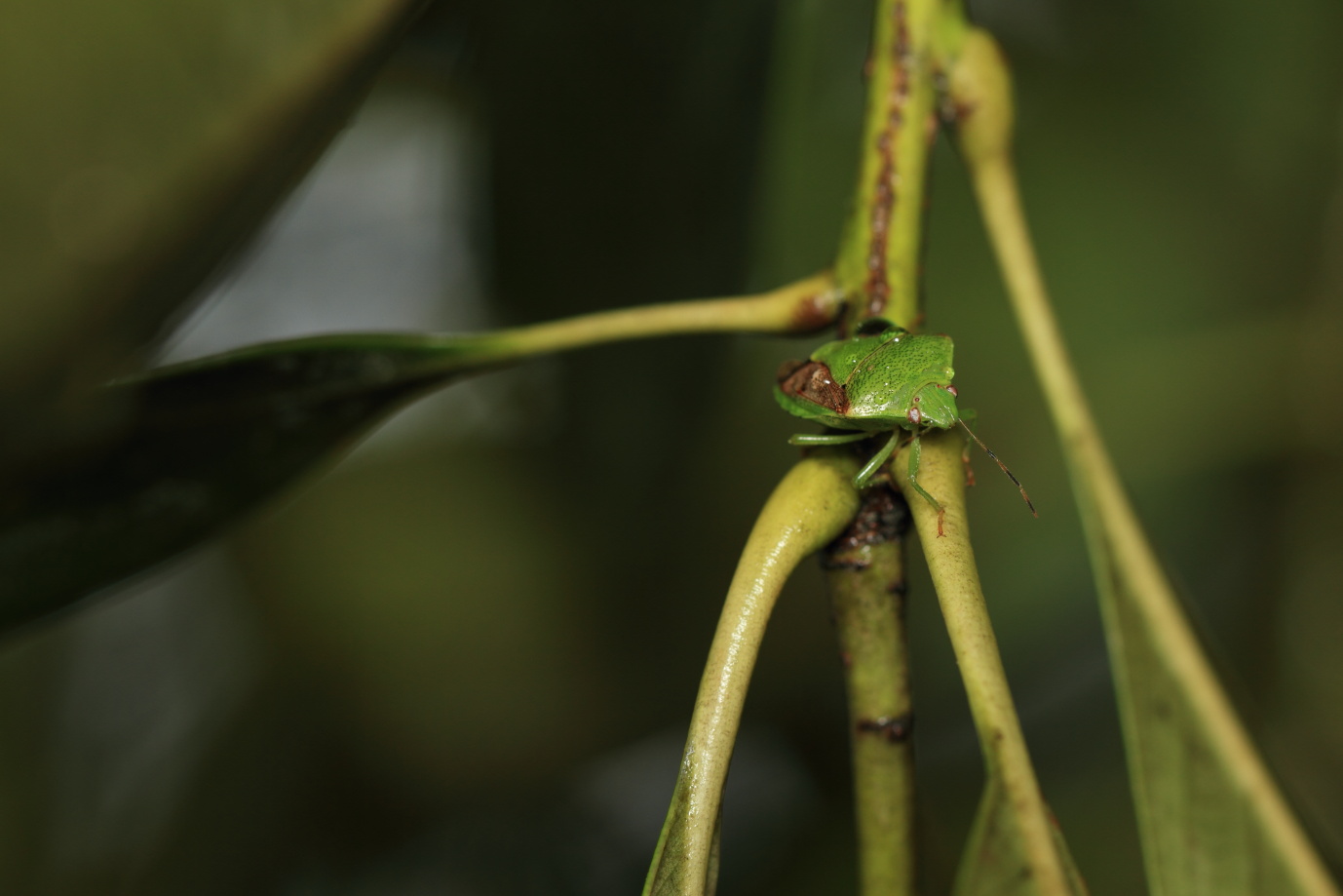 デジタル昆虫採集: 雨の日の虫さがし