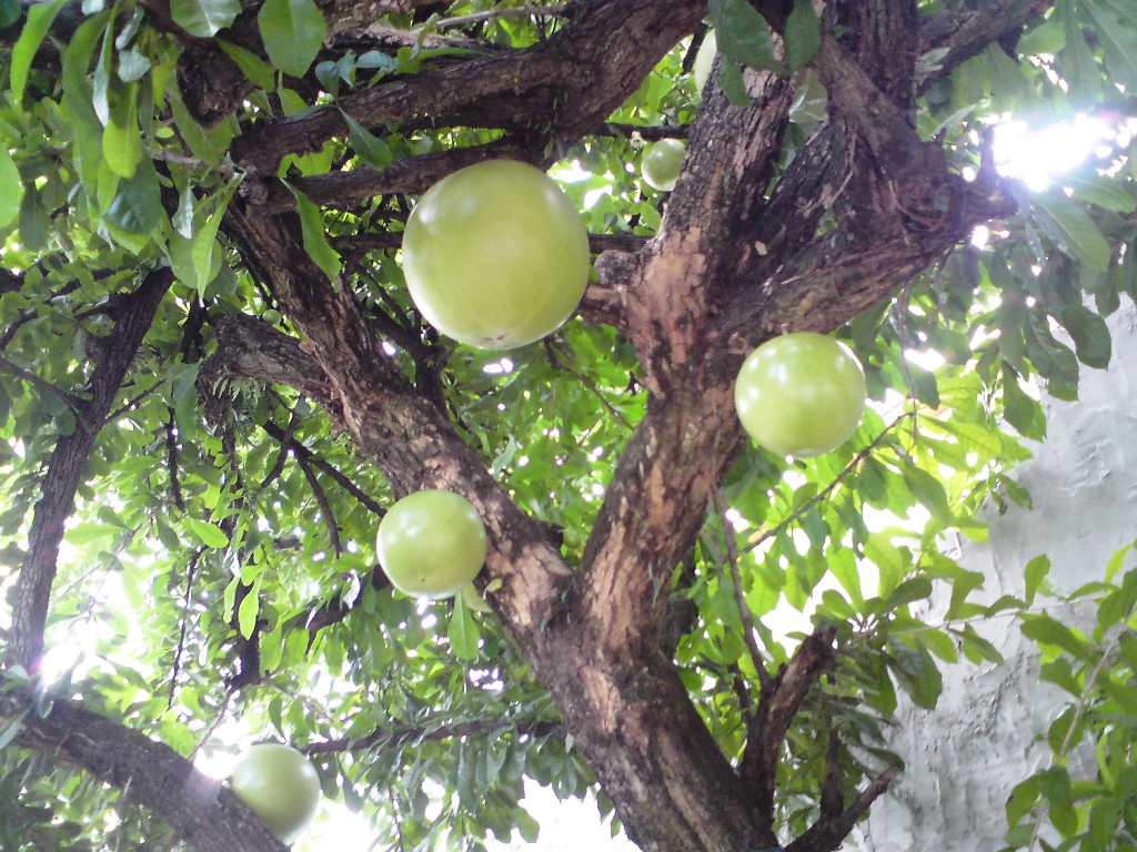 Coité Cultural: Origem do nome.