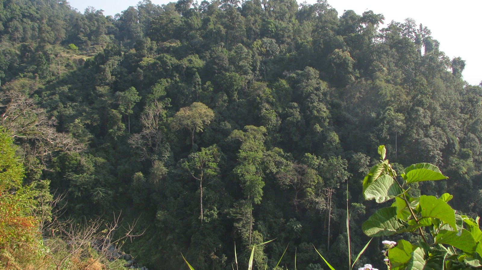 A travelogue to Dooars, West Bengal: Buxa Part-2 - Dooars - Beautiful ...