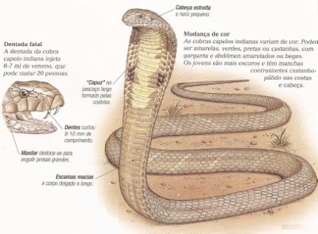 Infinito e Diverso: Naja Indiana
