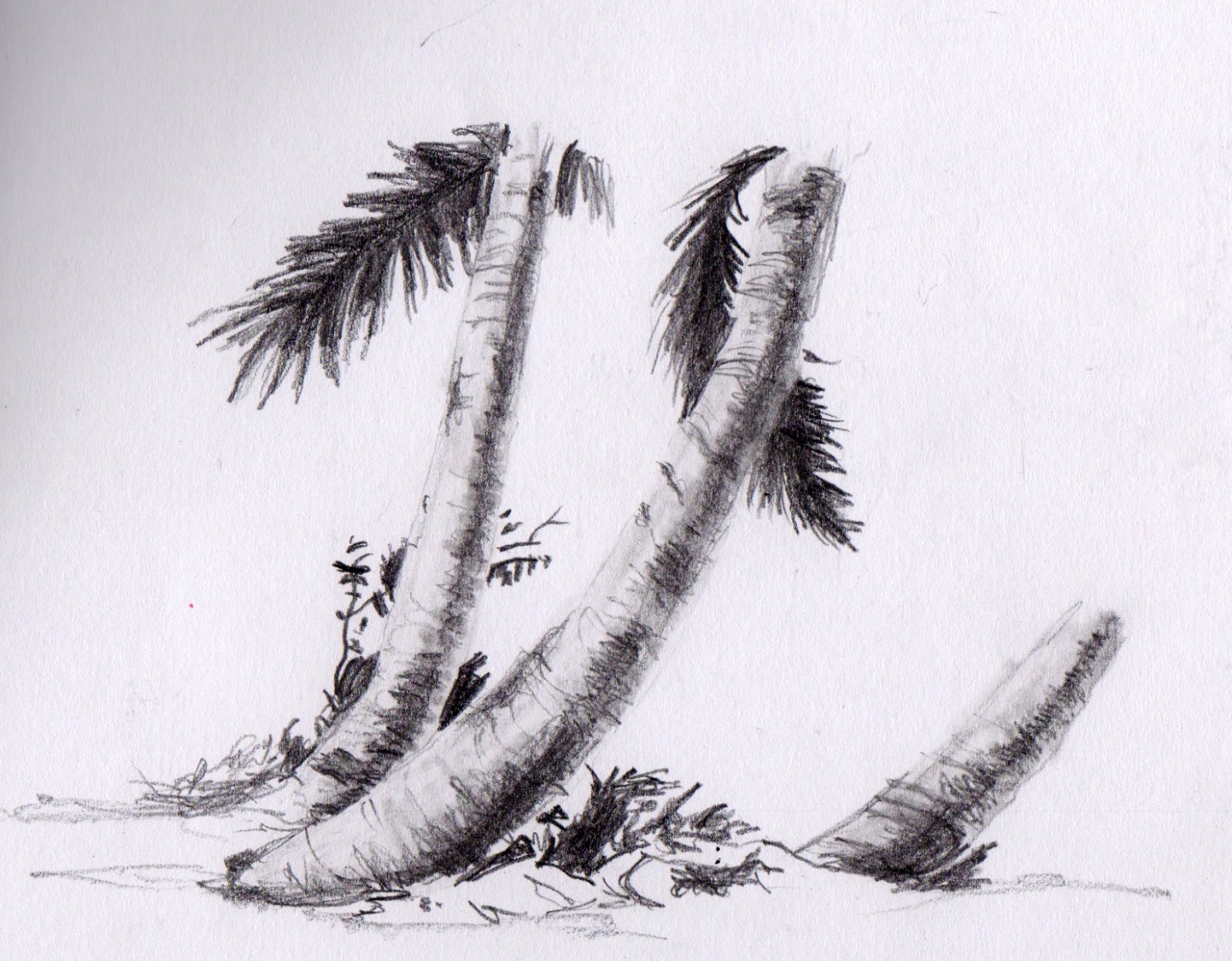 Scott's Creativity for Sanity: Palm Trees - the three trunks