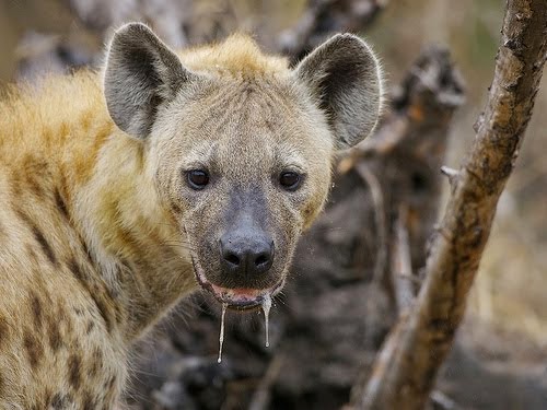 Vigilantica: Hyenas with rabies