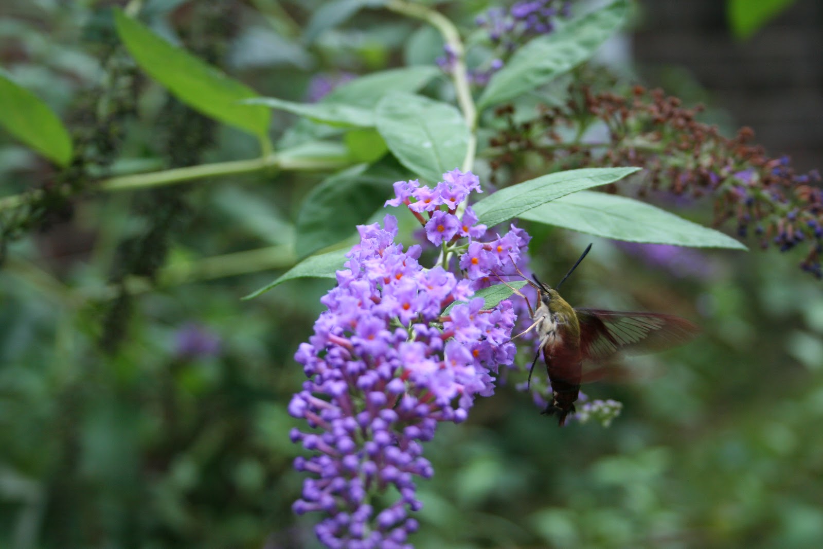 Hummingbird Clearwing Moth Larva