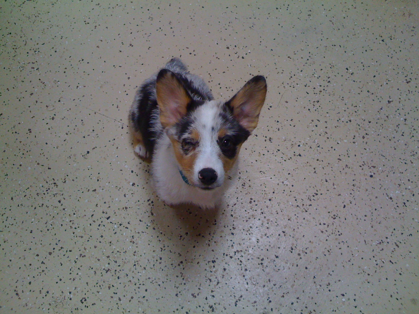 A Swissneese in San Francisco