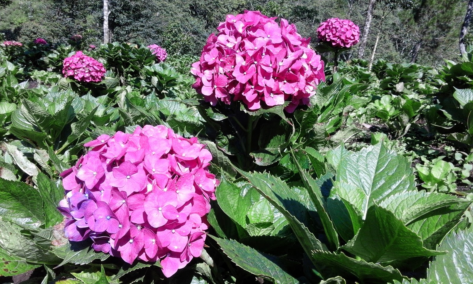 Terbaru 25+ Gambar Bunga Kembang Bokor - Gambar Bunga Indah