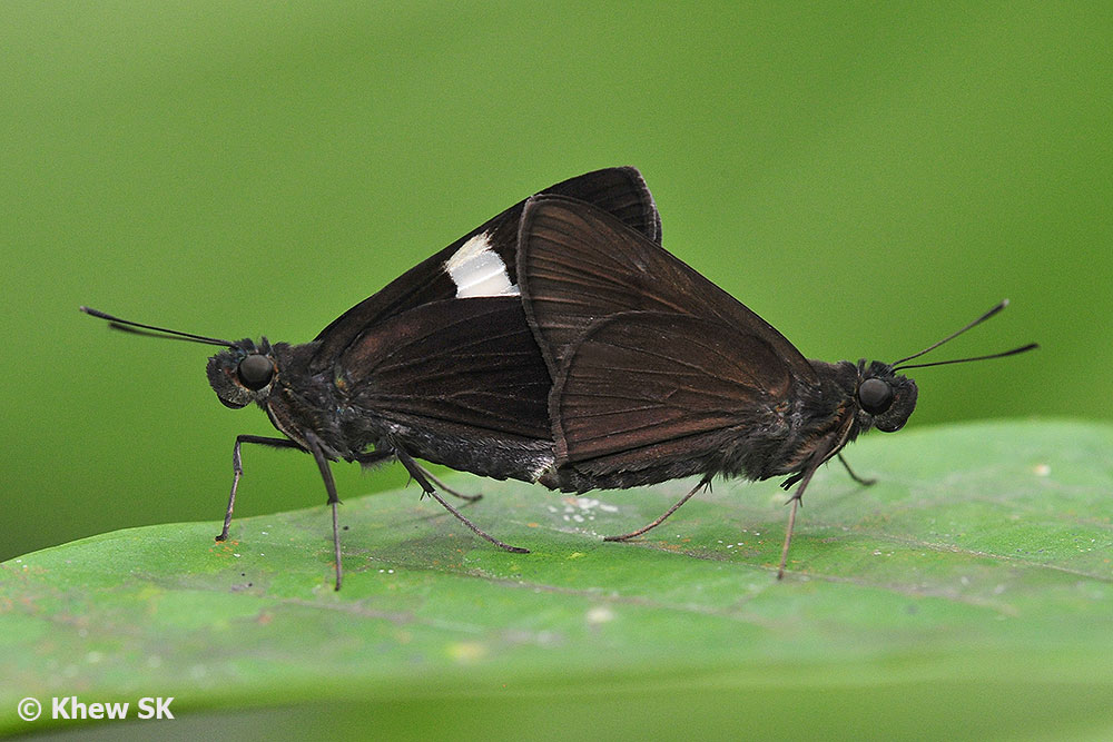 Butterflies of Singapore: Sexual Dimorphism - Part 2