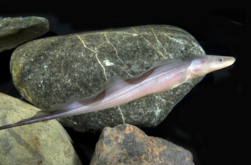 Aba aba Knifefish (Gymnarchus niloticus) | FISH WORLDs.com