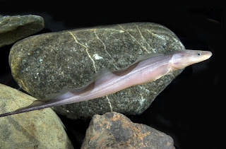 Aba aba Knifefish (Gymnarchus niloticus) | FISH WORLDs.com