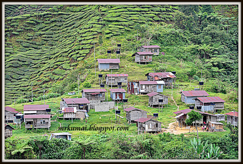 mrkumai.blogspot.com: Tips Melawat Cameron Highlands: Perkampungan ...