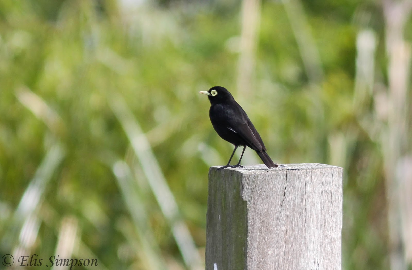 Rick Simpson Birding: Gallery