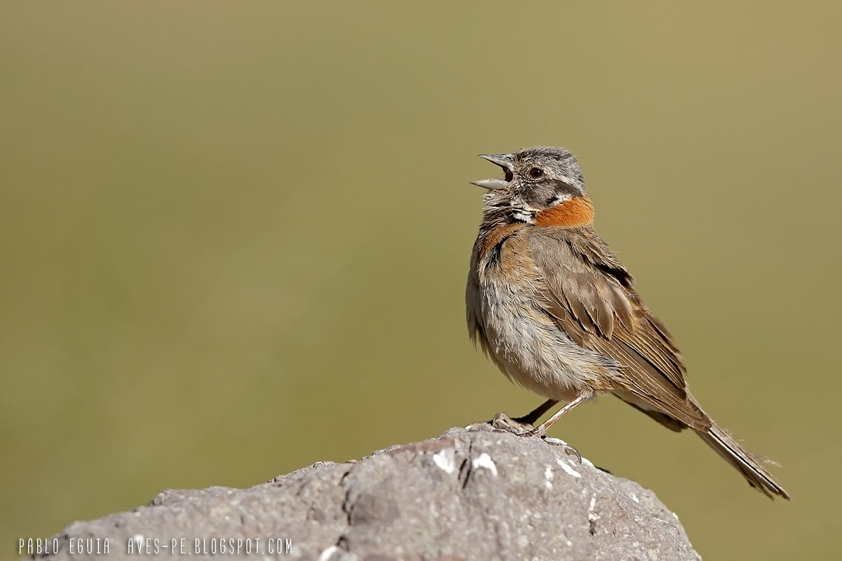 mis fotos de aves: Zonotrichia capensis Chingolo Rufous-collared Sparrow