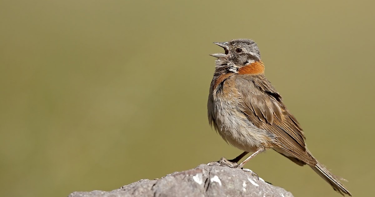 mis fotos de aves: Zonotrichia capensis Chingolo Rufous-collared Sparrow
