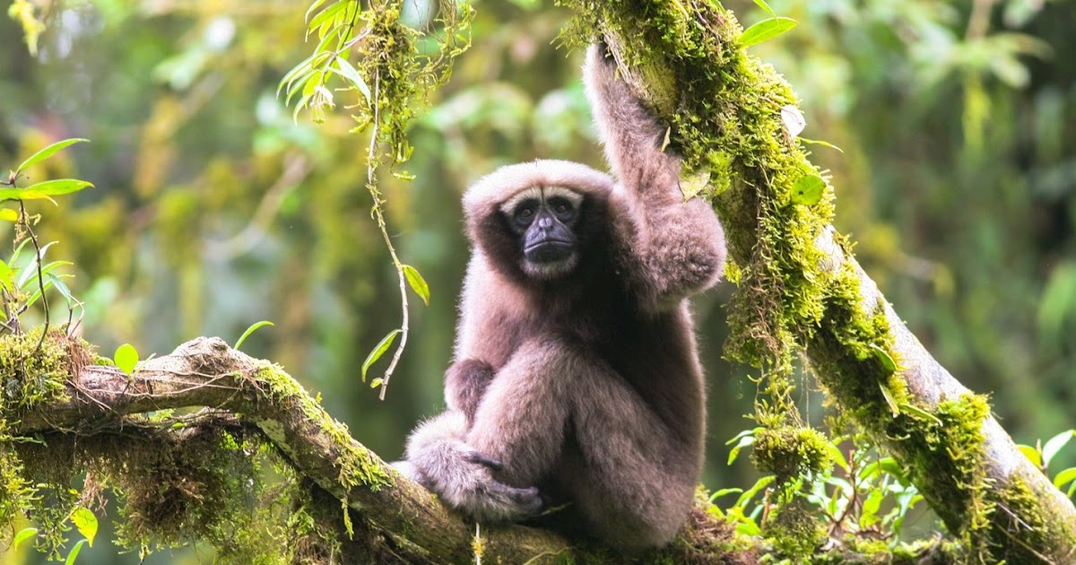 Species New to Science: [Mammalogy • 2017] Hoolock tianxing • A New ...