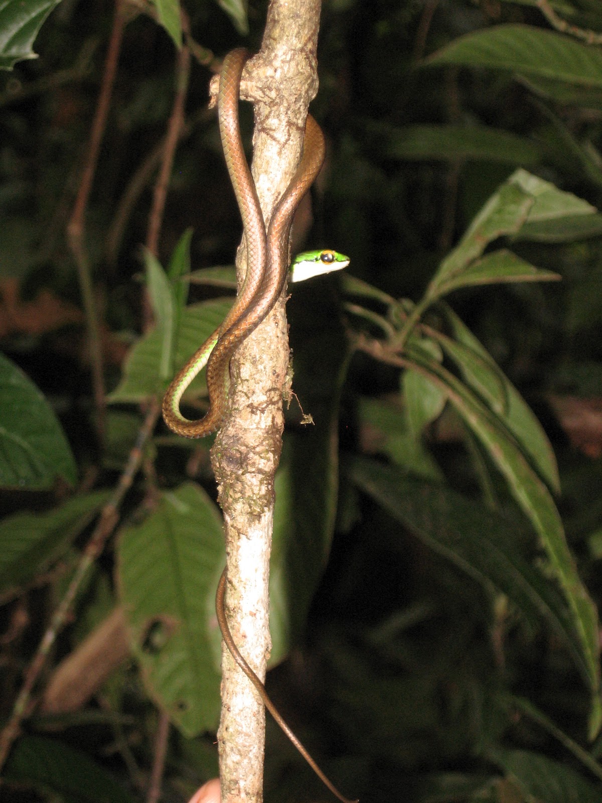 An American Naturalist: Expedition: Costa Rica Part II