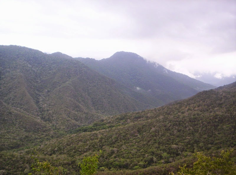 CAMINANDO POR EL BOSQUE: BOSQUES VENEZOLANOS