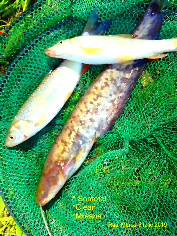 PESCARUL SINGURATIC: La pescuit pe raul Mures,dupa potop