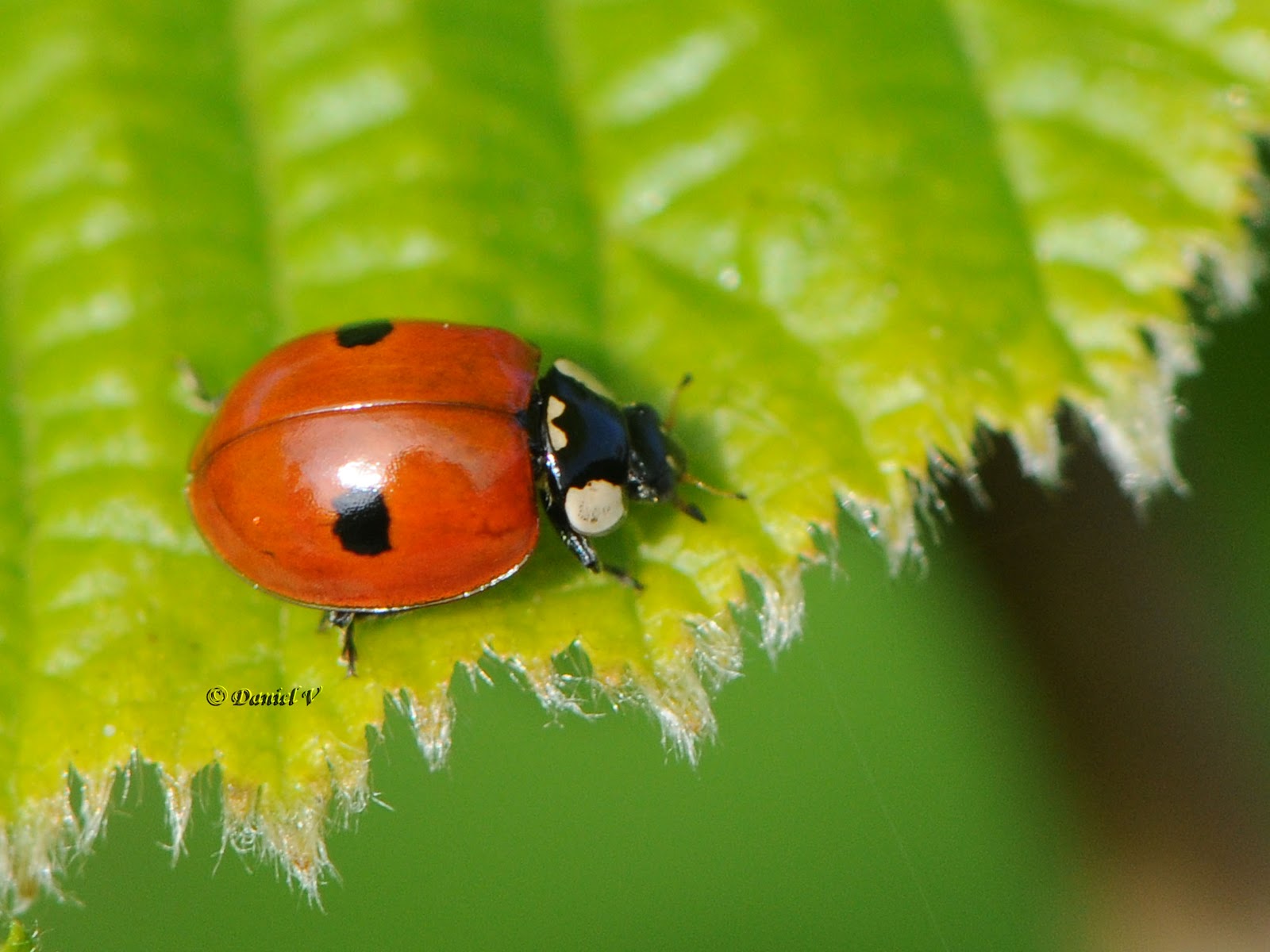 Macrophoto plaisir passion: Coccinelle à 2 points, Adalia bipunctata in ...