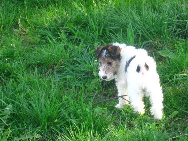 Area of Cute Puppy Pictures