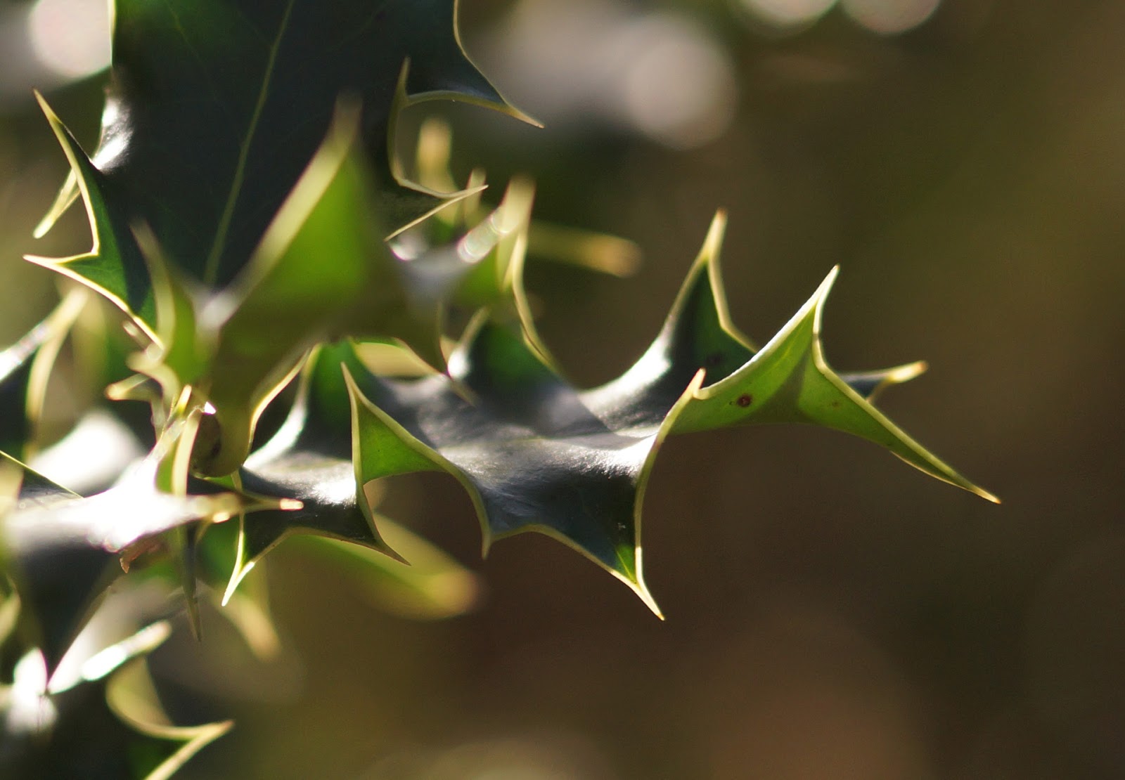 A closer look at holly - Sophie in the Sticks