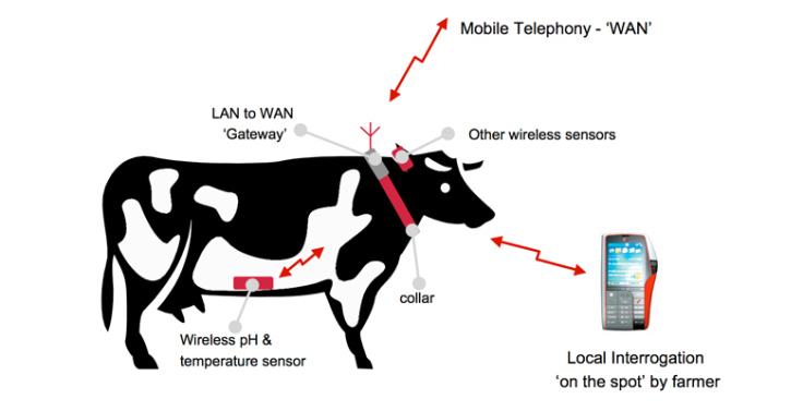 Metode Yang Dipakai Untuk Mendekteksi Birahi Sapi Perah Di Peternakan ...