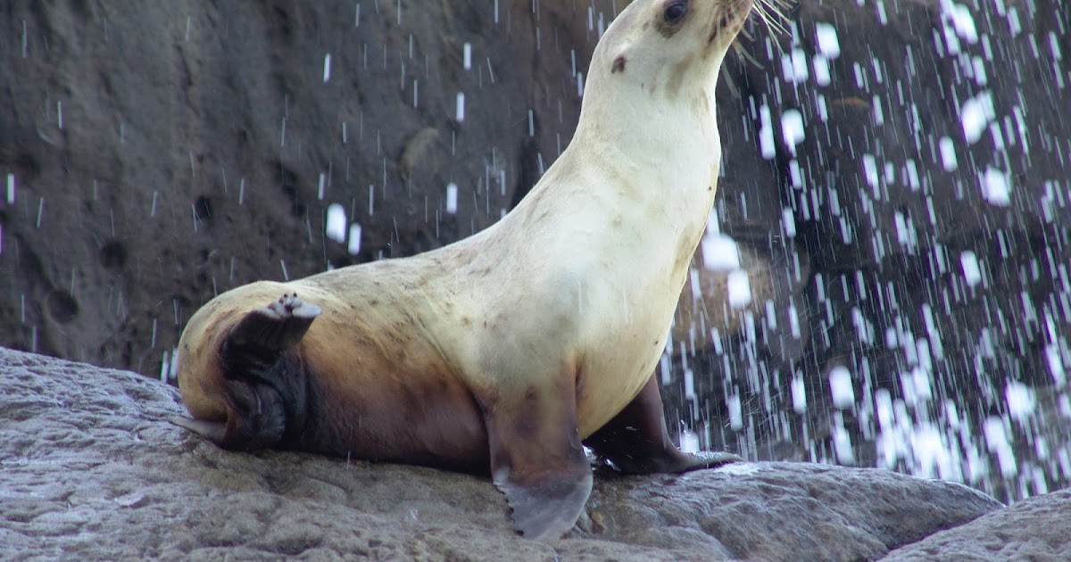 Torque about Force: A performing seal?
