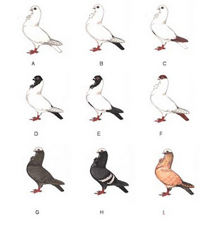 Mis amigas las palomas: TIPOS DE PALOMA según su plumaje
