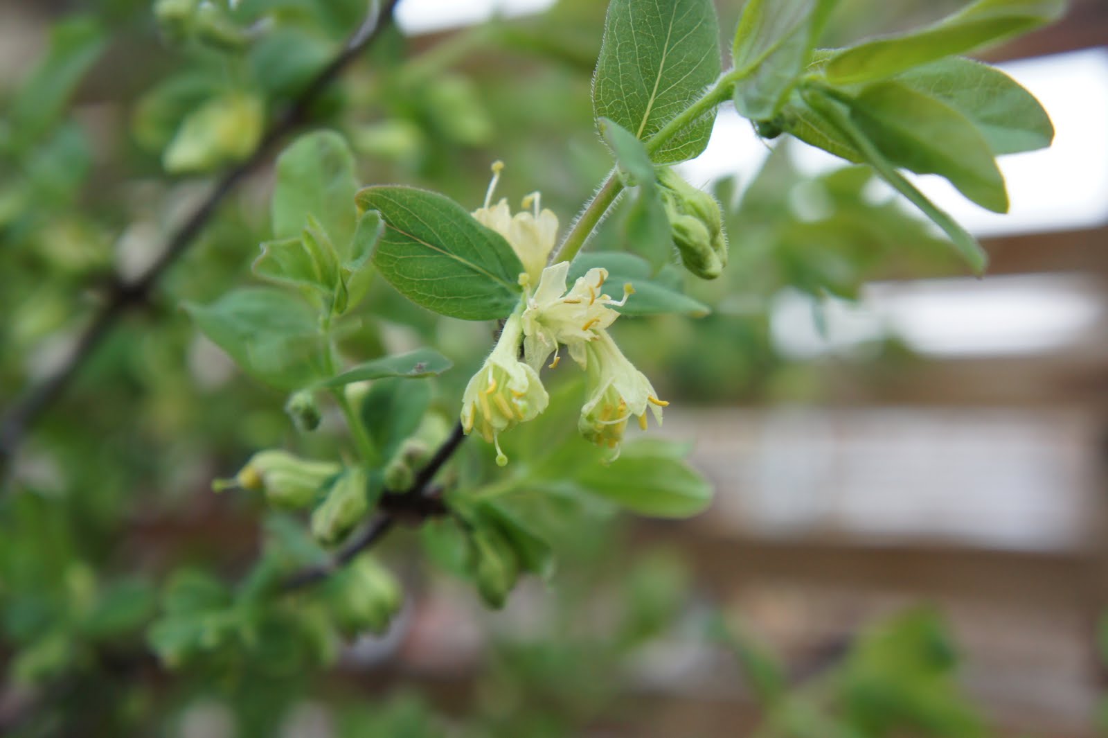 An Avenue Homesteader: My Honeyberry Blooms