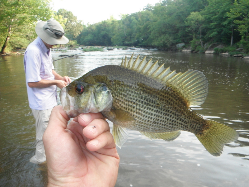 Roanoke bass - Alchetron, The Free Social Encyclopedia