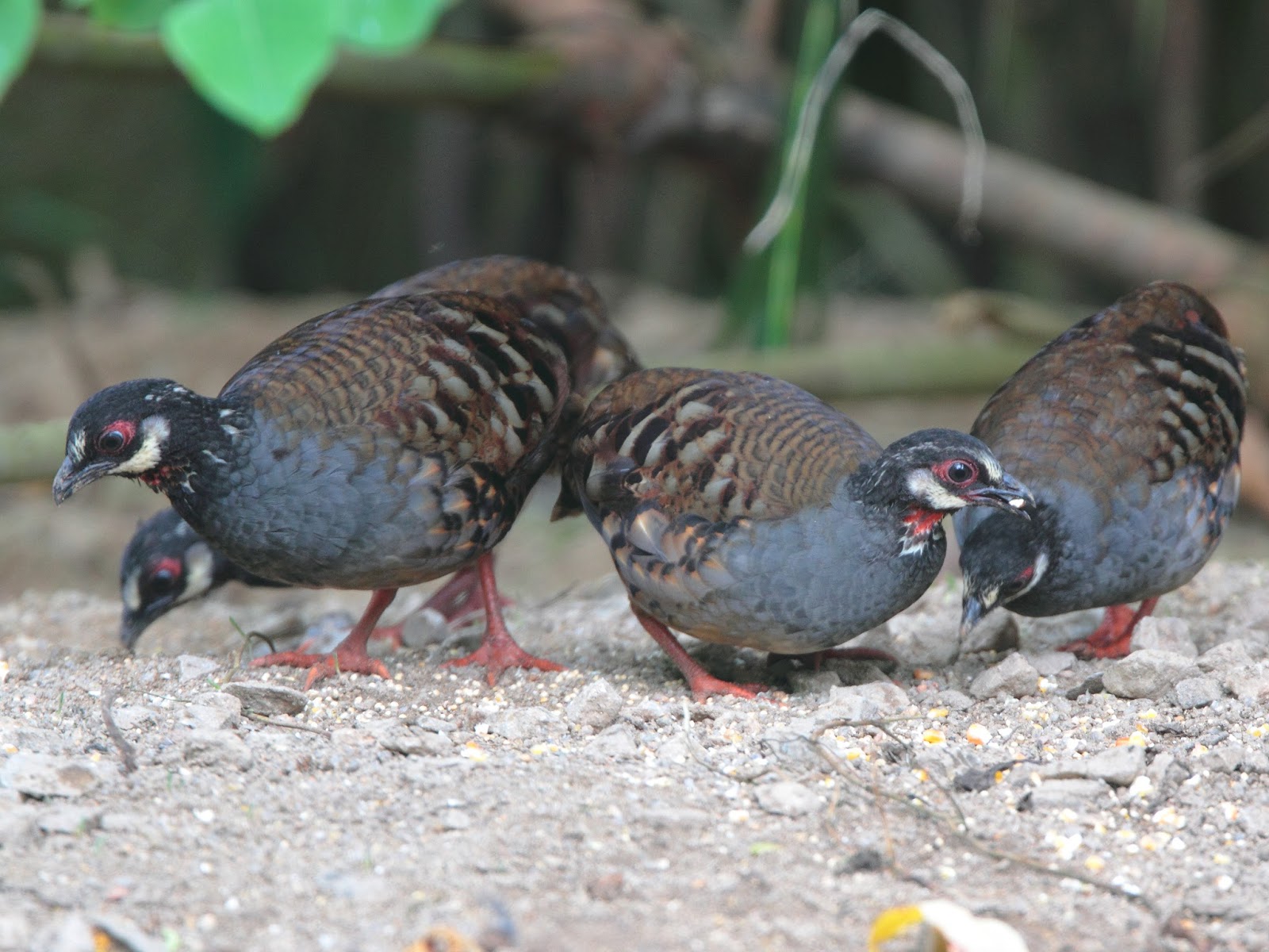 Mike is the name Birding is the game ( Birding in Malaysia - Malaysian ...