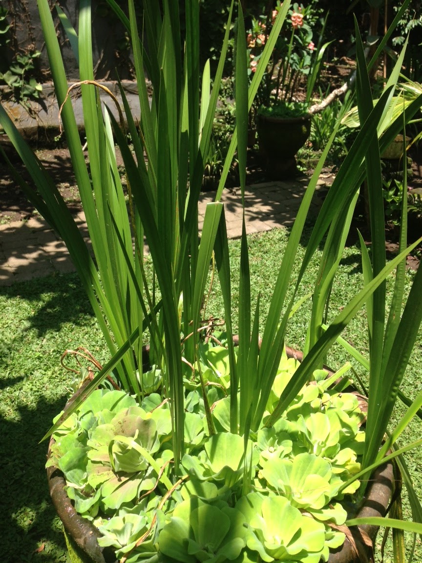 Bentuk tanaman Jangu ~ Cintapohonku