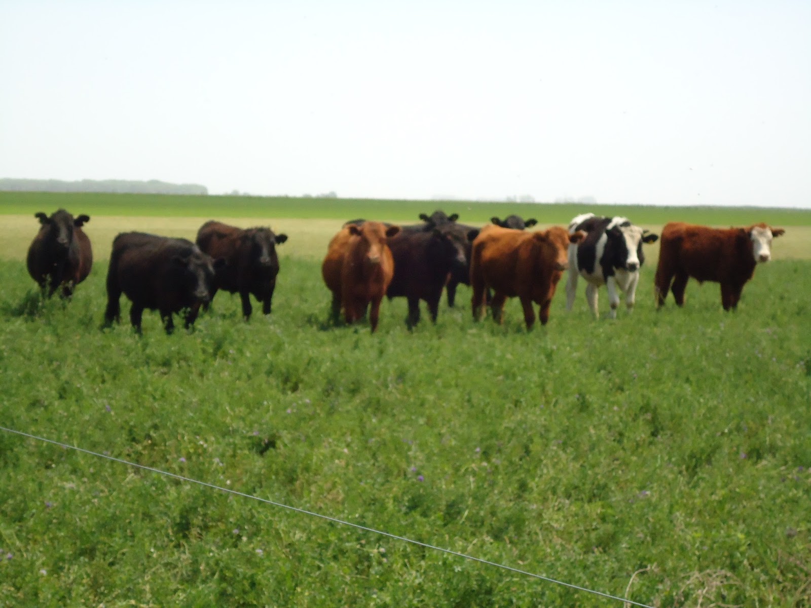Agronomía en La Pampa.: Crecimiento Compensatorio en Bovinos
