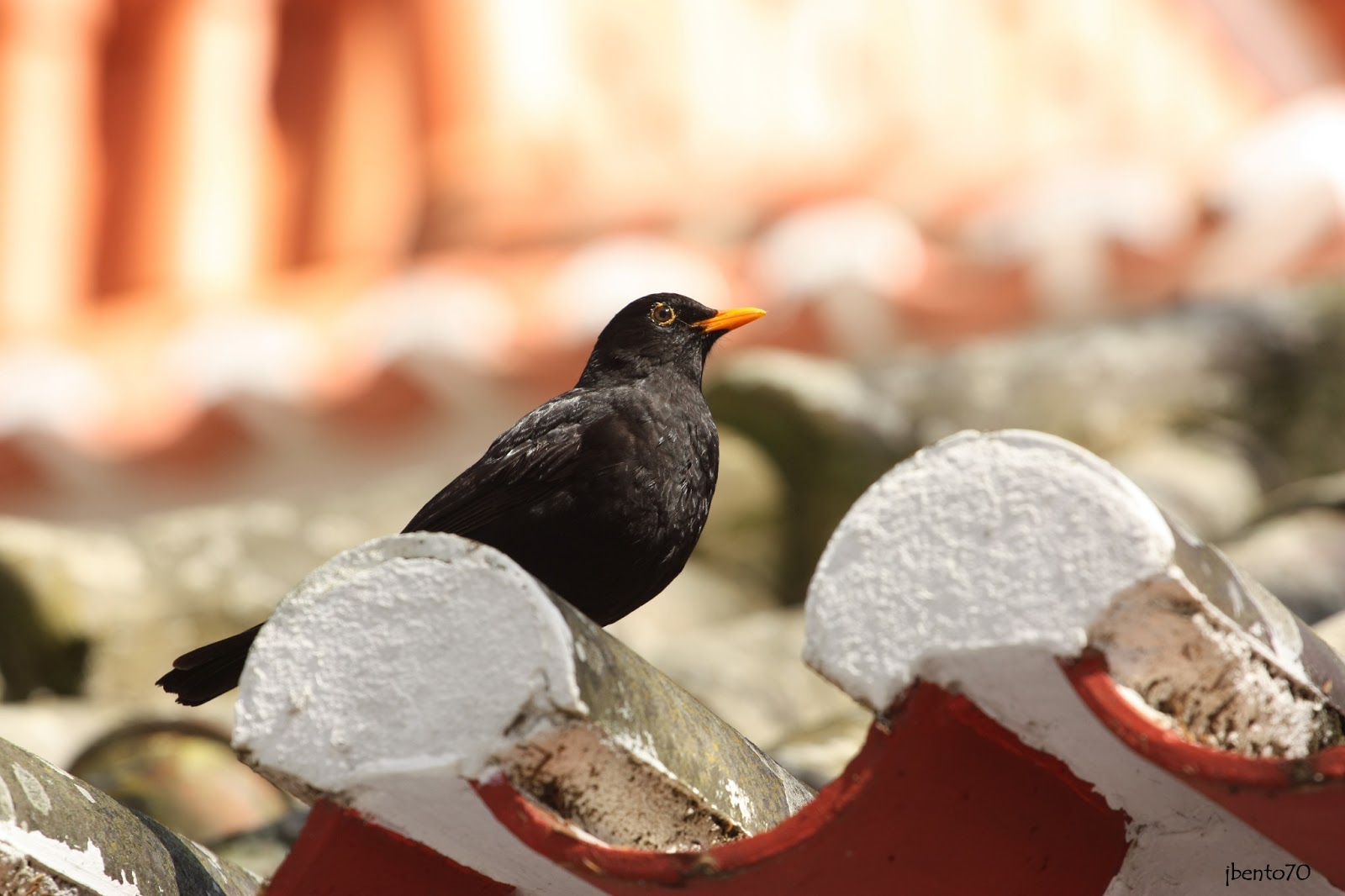 Birding Cascais: Melro-preto / Common Blackbird (Turdus merula) no ...