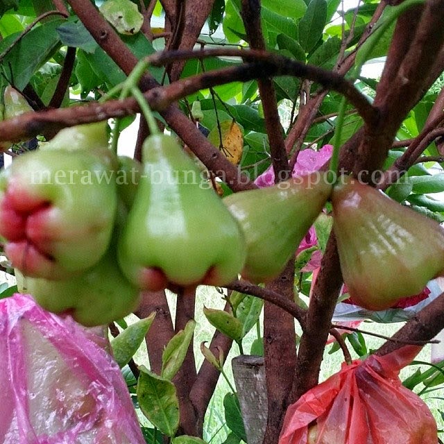 Pertanian Indonesia Mandiri: Tips Merawat Jambu Madu Deli