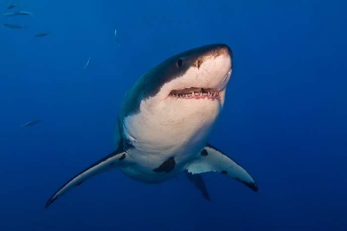 EDUCATION FOR FISH: CLASS OF FISH