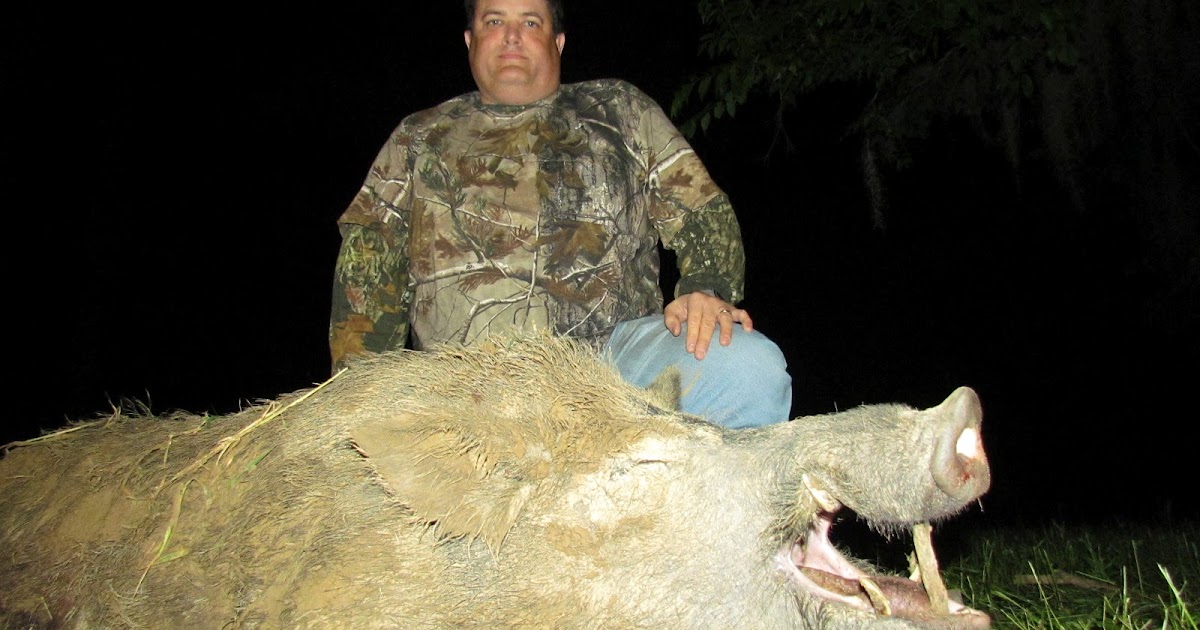 The Hunting Company Worldwide Hunting and Film: Giant Wild Boar Hog ...