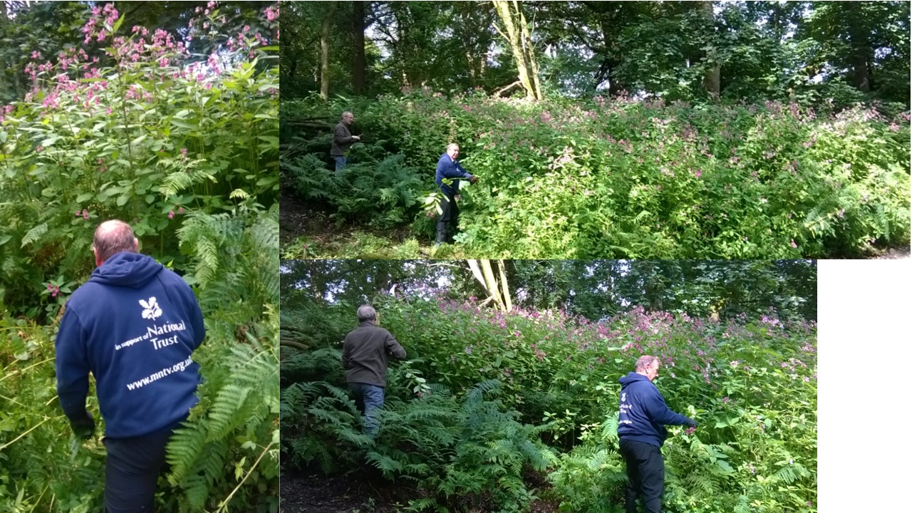 Manchester National Trust Volunteers (MNTV) activities: Himalayan ...