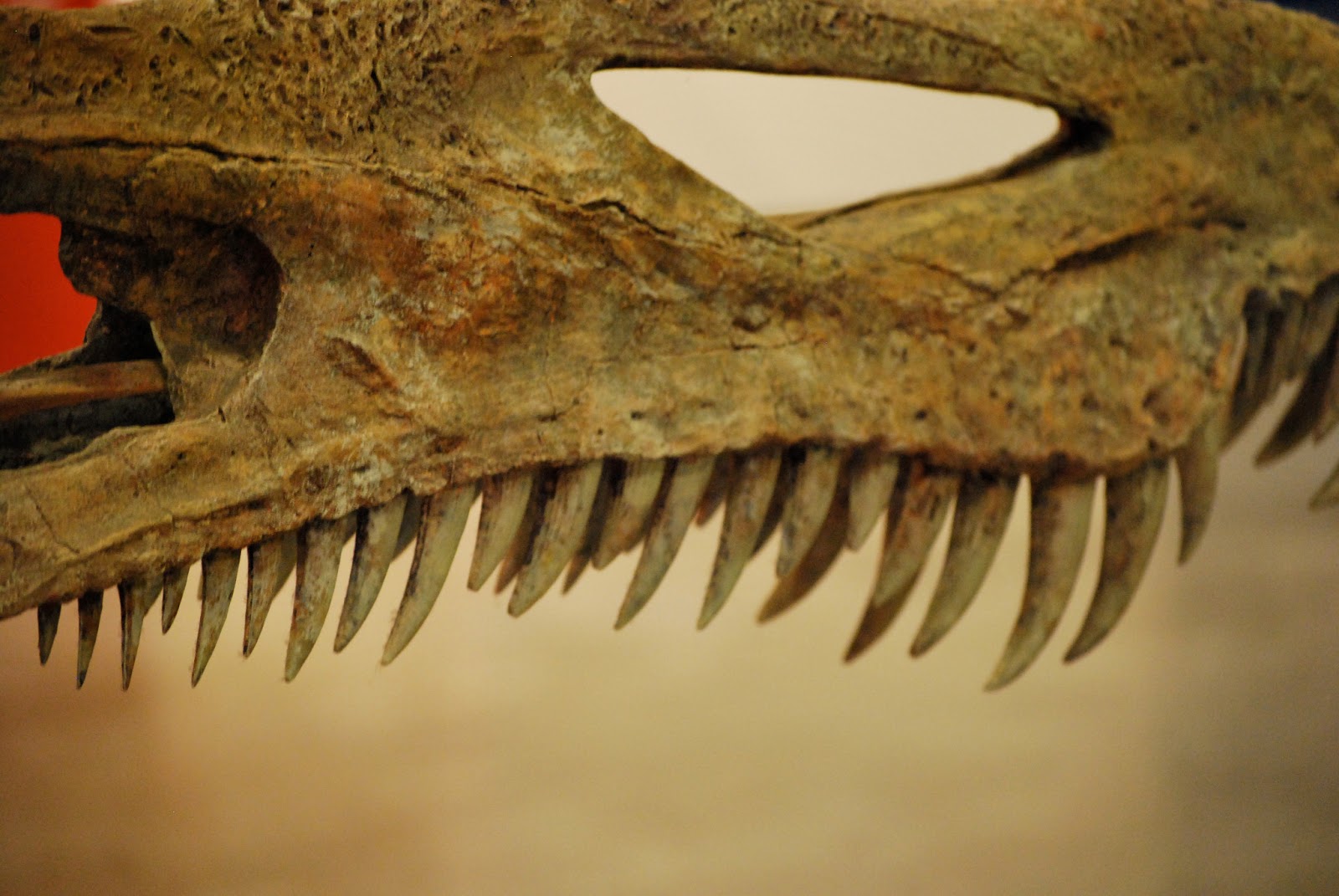 Extinct Animal of the Week: Jaws and Families