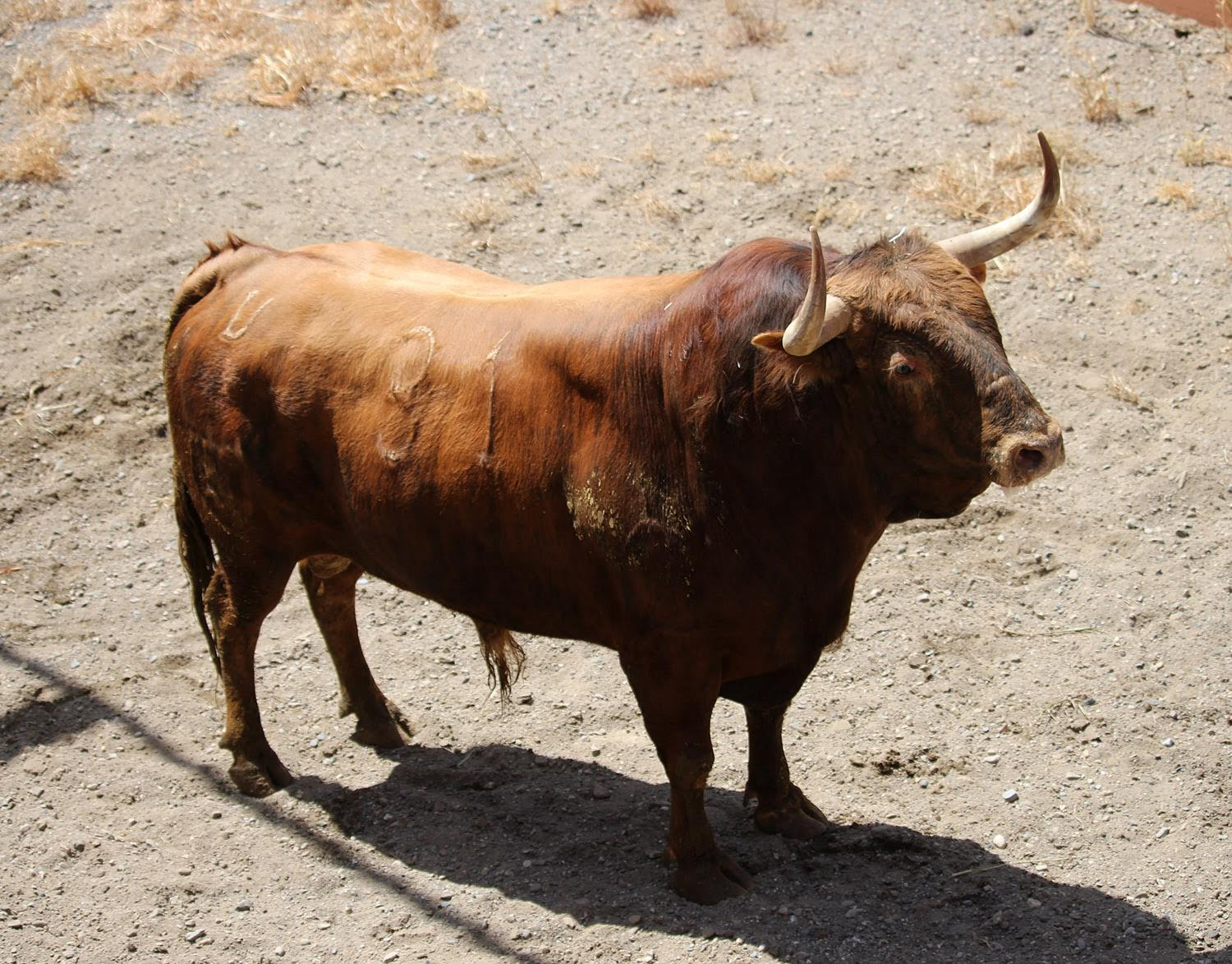 Lascosasdeltoro: "Romerito" abre la tarde en La Malagueta