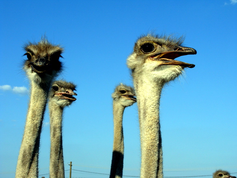 PHOTO ODYSSEY OF RICHARD: FERMA DE STRUTI MANGALIA OSTRICH FARM