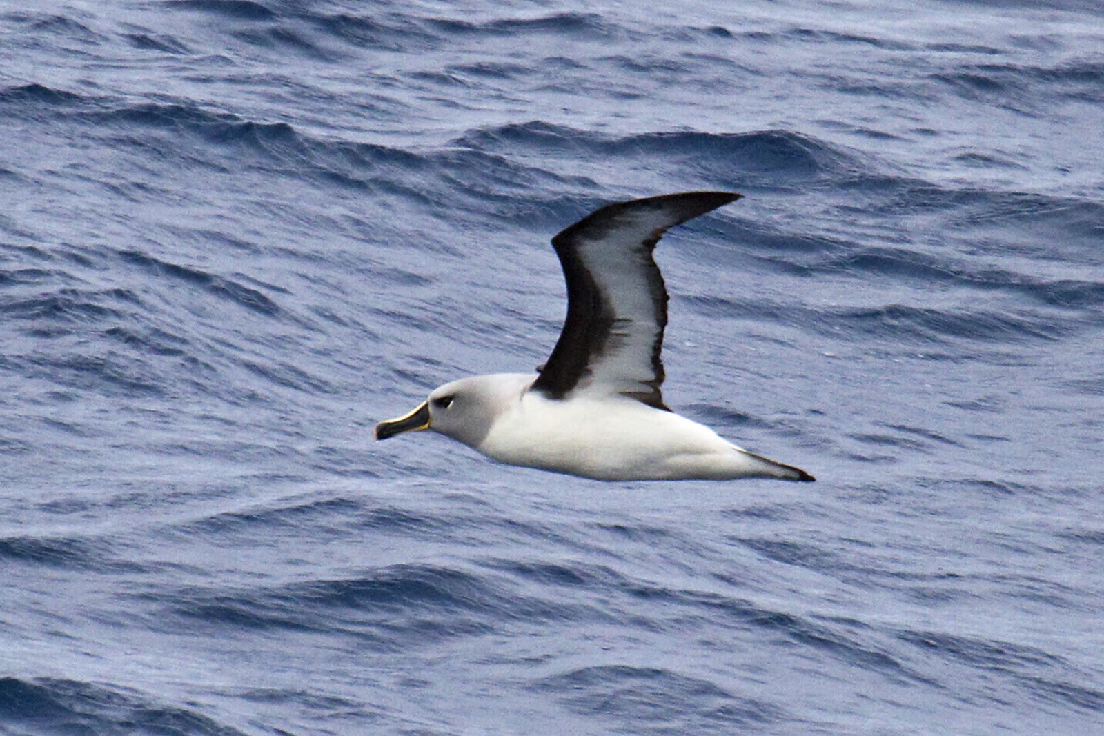 Antarctica & South America: Grey-headed Albatross, Drake's Passage