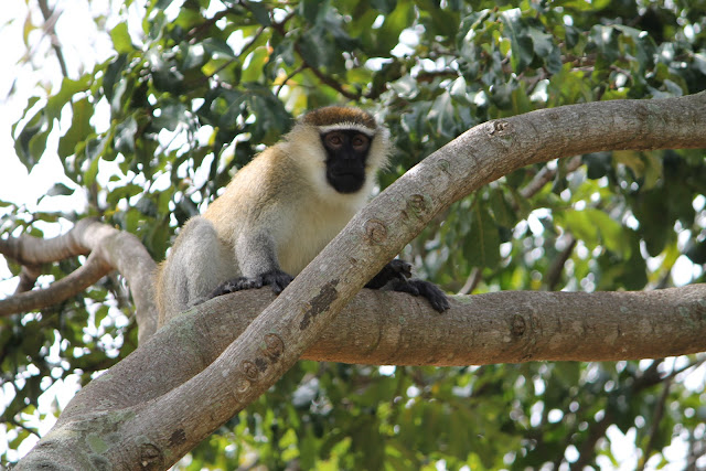 Food Lust People Love: Bulago Gin Breeze Cocktail #FoodieExtravaganza