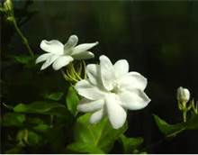 hawaiian life: Pikake Flower, Hawaii