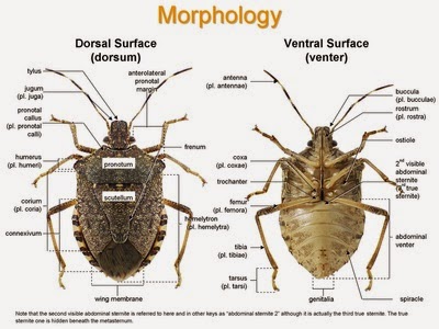 Naturaleza Viva : El marmorated chinche marrón ( Halys Halyomorpha )
