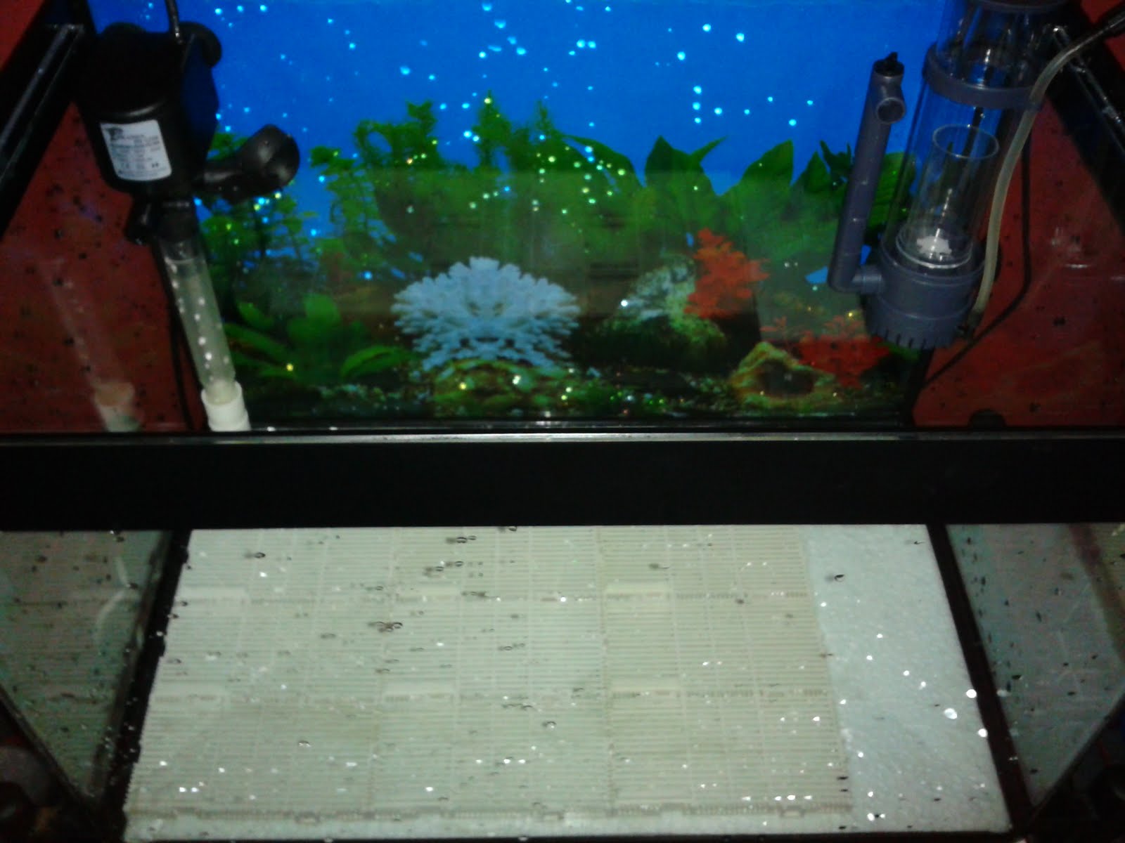 S c a r l e t Reef: Setup equipment (30/5/2011)