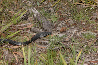 The Nature of Robertson: More Slip Sliding Away.