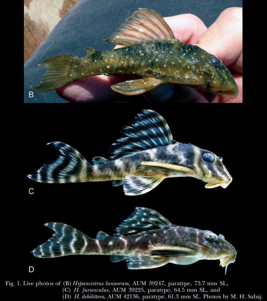 Species New to Science: [Ichthyology • 2007] Four New Hypancistrus ...