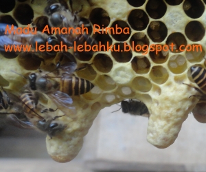 CARA MEMBUAT RATU LEBAH dan Memecah Koloni | Ternak Klanceng & Lebah ...